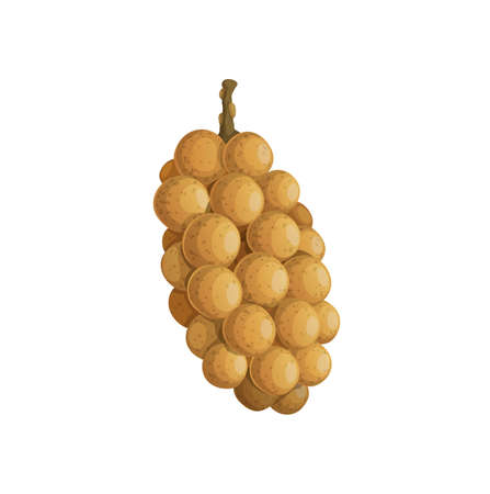 Lanzones Tree Clipart