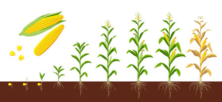 Vector of Corn maize growth stages. Farm - ID:1-193529923 - Royalty ...