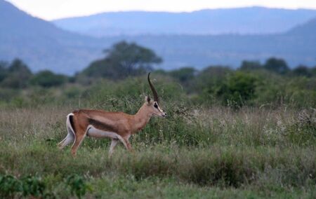 Grant s gazelle (Gazella granti), Mpala Research Center, Laikipia ...