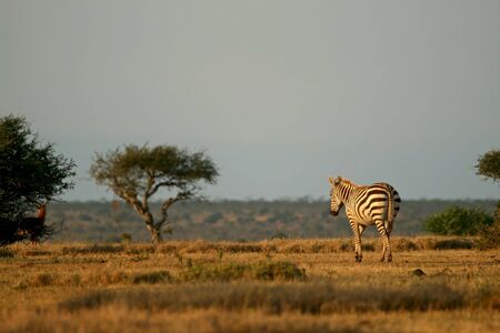 Plains zebra (Equus burchelli), Mpala Research Center, Laikipia, Kenyaの ...