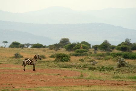 Plains zebra (Equus burchelli), Mpala Research Center, Laikipia, Kenyaの ...