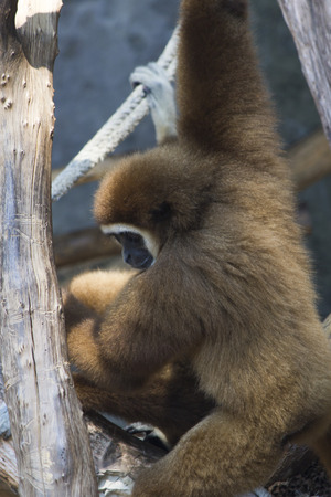 Monkeys in a zoo go about the own business and don't pay attention to ...