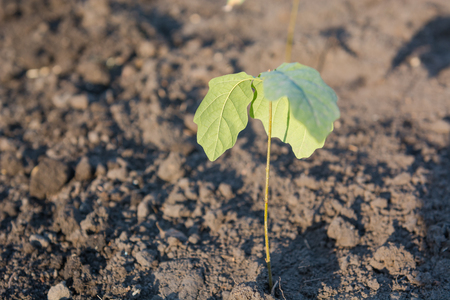 A small oak tree. Oak seedling. A small tree. - Stock Image - Everypixel