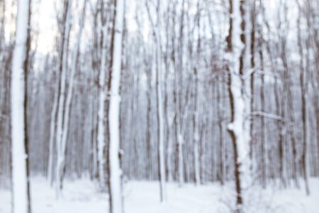 Snowy forest. Cold winter. nature. The cold period of the year - Stock ...