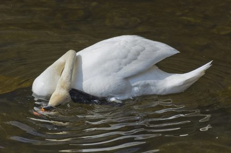 White swan on the water. Most large water bird with a long neck and a ...