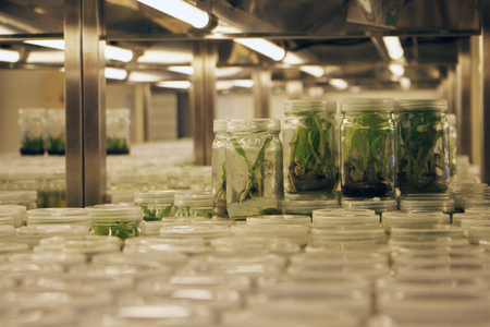 Plant tissue culture collection shelves in tissue culture room science ...