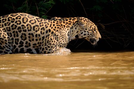 Jaguar female on Rio Cuiaba riverbank, Porto Jofre, Pantanal, Brazil.の ...