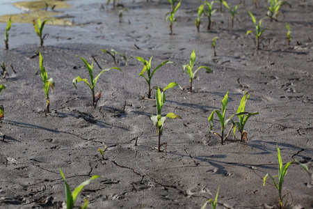 Young green damaged corn plants in mud and water, field damaged in ...