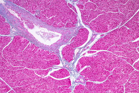 Endocrine system Images - Search Images on Everypixel