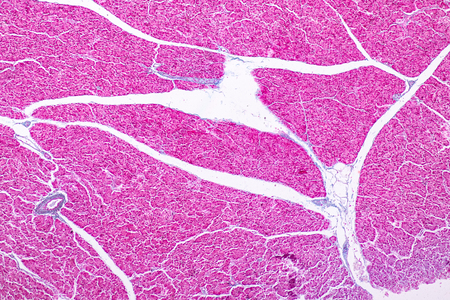 Endocrine system Images - Search Images on Everypixel