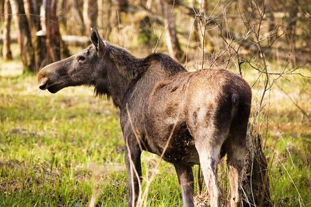 Russia, national park island Losinyj. Thoughtful elk female stands on a ...
