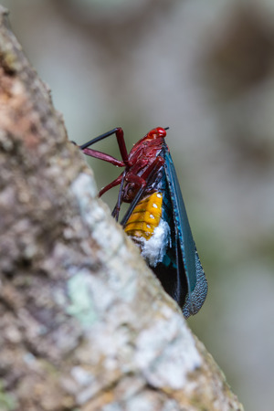 close up Lanternflies on tree in tropical forest (Pyrops candelarius)の ...