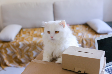 Cute White Cat Sitting in Box, Cat Sniffs Box and Looking to Left ...