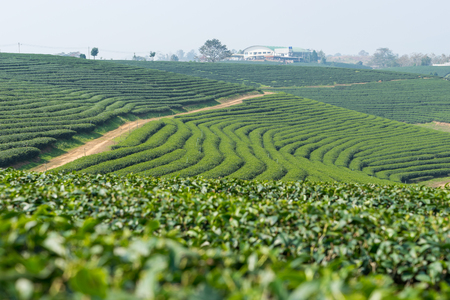 Green tea terrace landscape, Chiang Rai - Stock Image - Everypixel