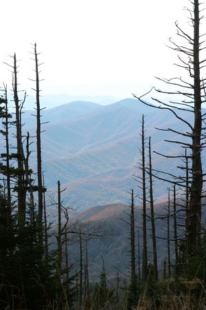Dead and dying hemlock trees in the Smokey Mountain National Park as a ...