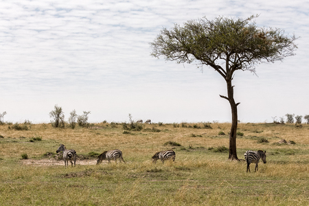 Kenya Masai Mara park savannahの写真素材 [40087985767]｜毎月1点無料（フリー）のストックフォト ...