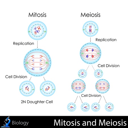 Vector of Mitosis and Meiosis - ID:20842322 - Royalty Free Image - Stocklib