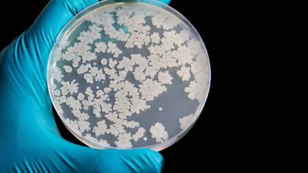 Culture medium agar Images - Search Images on Everypixel