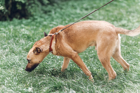 Cautious dog sniffing the ground while on a walk with owner, cute brown ...