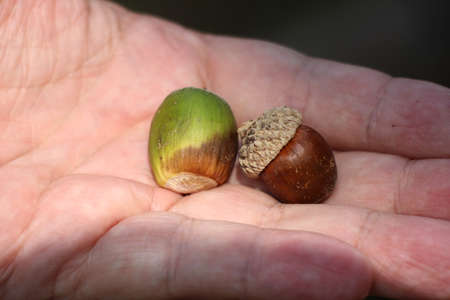 Acorns in the palm of the hand / Oak fruits - Stock Image - Everypixel