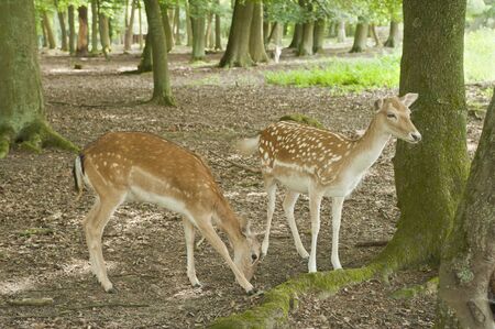 Photo of wilderness animal of fallow - ID:1-13106428 - Royalty Free ...