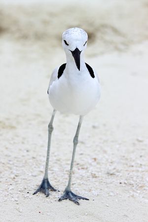 A Crab Plover (Dromas ardeola) on the beach at Rihiveli, Maldivesの写真素材 ...