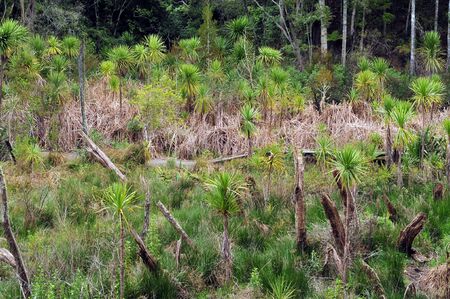New Zealand wetlands with weeds, ferns and cabbage trees - Stock Image ...