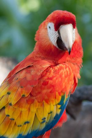 Some consider the Scarlet Macaw to be among the most beautiful birds in ...
