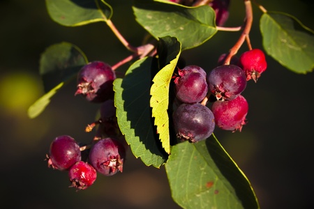 The saskatoon berry, serviceberry, sarvisberry or juneberry is a shrub ...