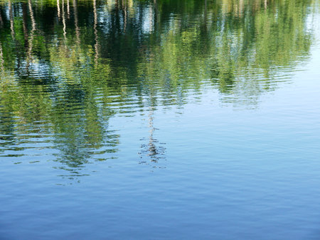 The reflection of trees in the water with ripples on a light windy day ...