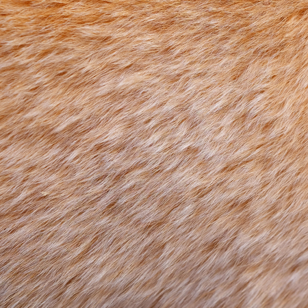 closeup dog fur texture - Stock Image - Everypixel