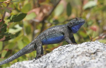 Blue-bellied or Western Fence Lizard (sceloporus occidentalis) in ...