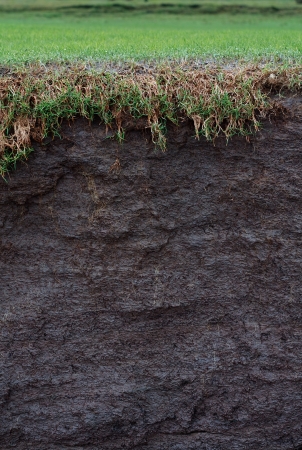 Photo of cross section of a salt marsh - ID:1-17313903 - Royalty Free ...