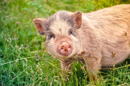 cute pink pig on the green grass in high quality - Stock Image - Everypixel