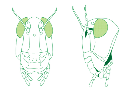Front and side view of grasshopper head vector diagram:: tasmeemME.com