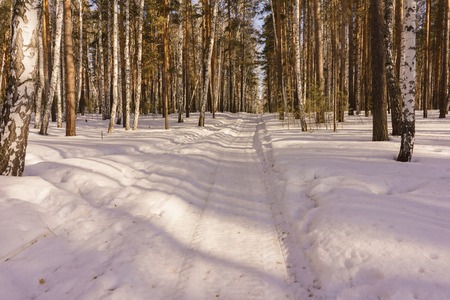 Birch Grove in Sunny Winter Day, Birch Trees Trunks, Winter Birch Wood ...