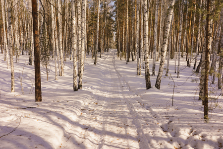Birch Grove in Sunny Winter Day, Birch Trees Trunks, Winter Birch Wood ...