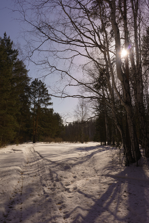 Birch Grove in Sunny Winter Day, Birch Trees Trunks, Winter Birch Wood ...