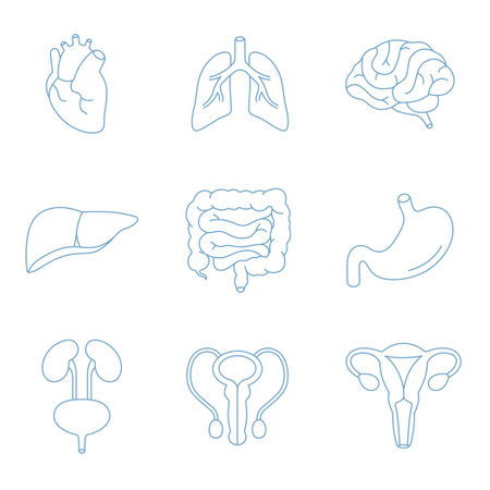 Vector of Human inner organs icons set . - ID:1-195004221 - Royalty ...
