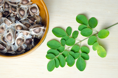 Photo of Moringa (Other names are - ID:1-58503259 - Royalty Free Image ...