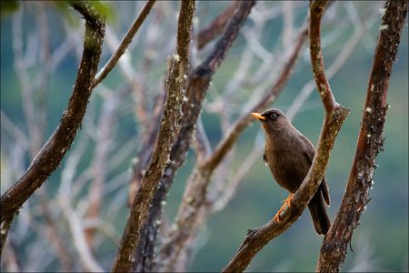 The Sooty Thrush (Turdus nigrescens) is a large thrush endemic to the ...