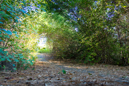 Walk entrance With Green Trees in the forest - Stock Image - Everypixel