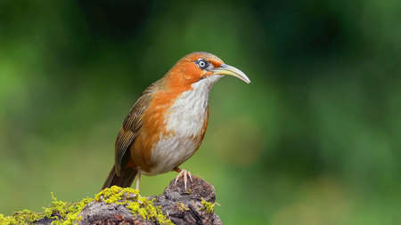rusty-cheeked scimitar babbler (Erythrogenys erythrogenys) is a species ...