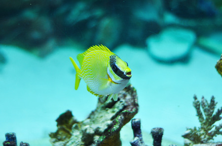Masked Rabbitfish - Siganus puellus in blue water of aquariumの写真素材 ...