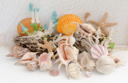 Arrangement of natural sea shells and coral on a light backgroundの写真素材 ...