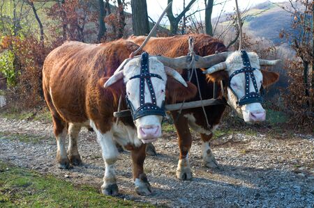 Pair of oxen with halter yoked together ready to pull a load ...