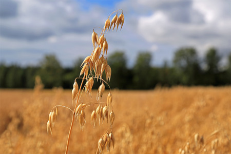 Oat plant Images - Search Images on Everypixel