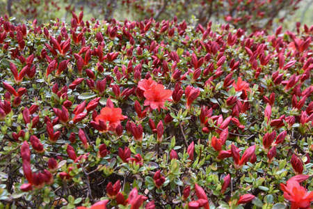 Rhododen obtusum`Kurume Azarea` blossoms begin to bloom. Ericaceae ...