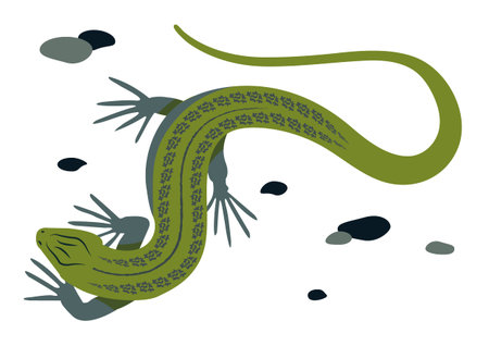 Green lizard vector illustration. Reptile with long body and tail, four ...