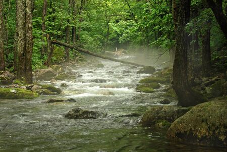 Forest brook, barber, Primorye, Russiaの写真素材 [40005811762] - イメージマート